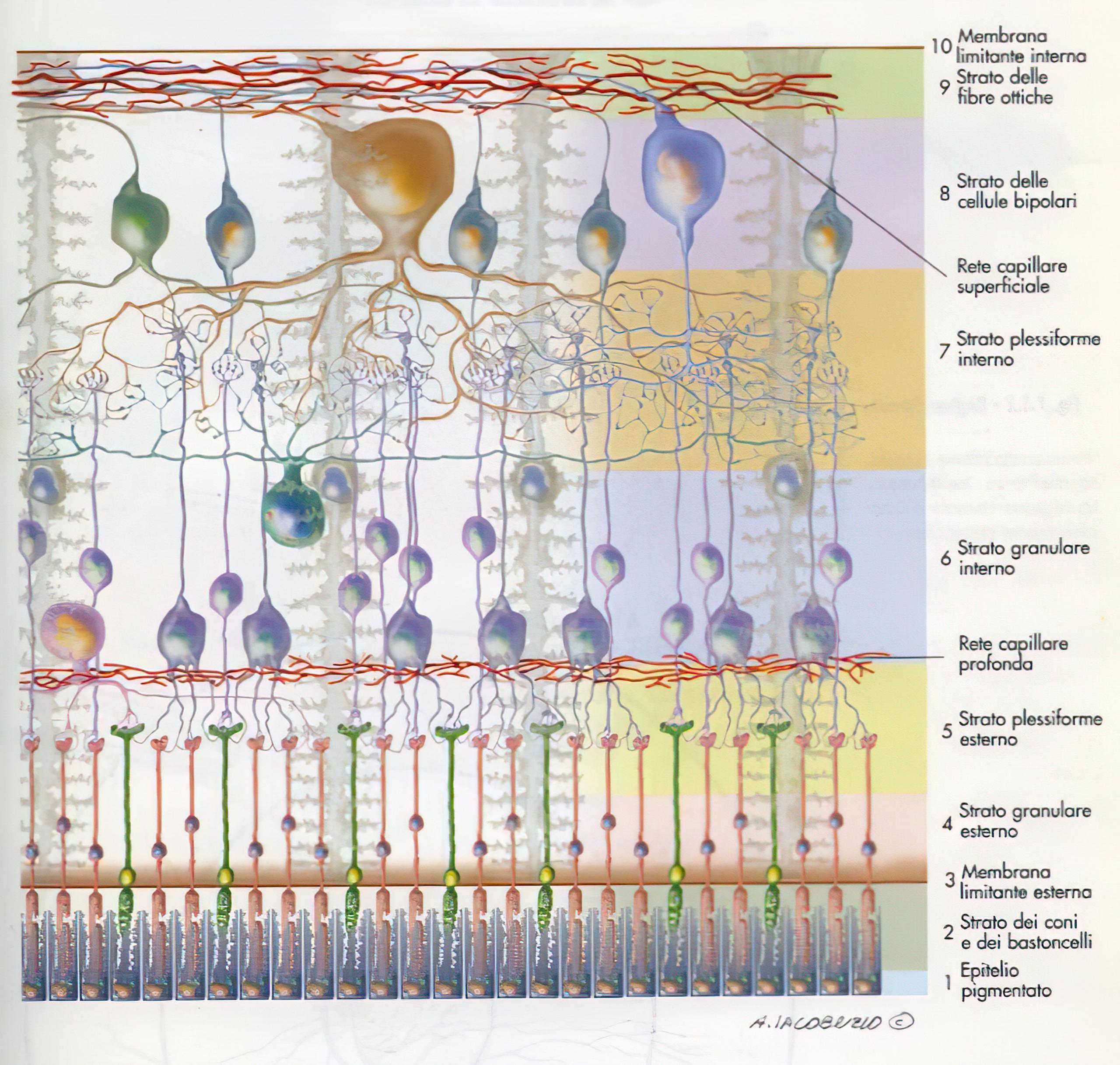 Anatomia dell'Occhio: Struttura e Funzioni