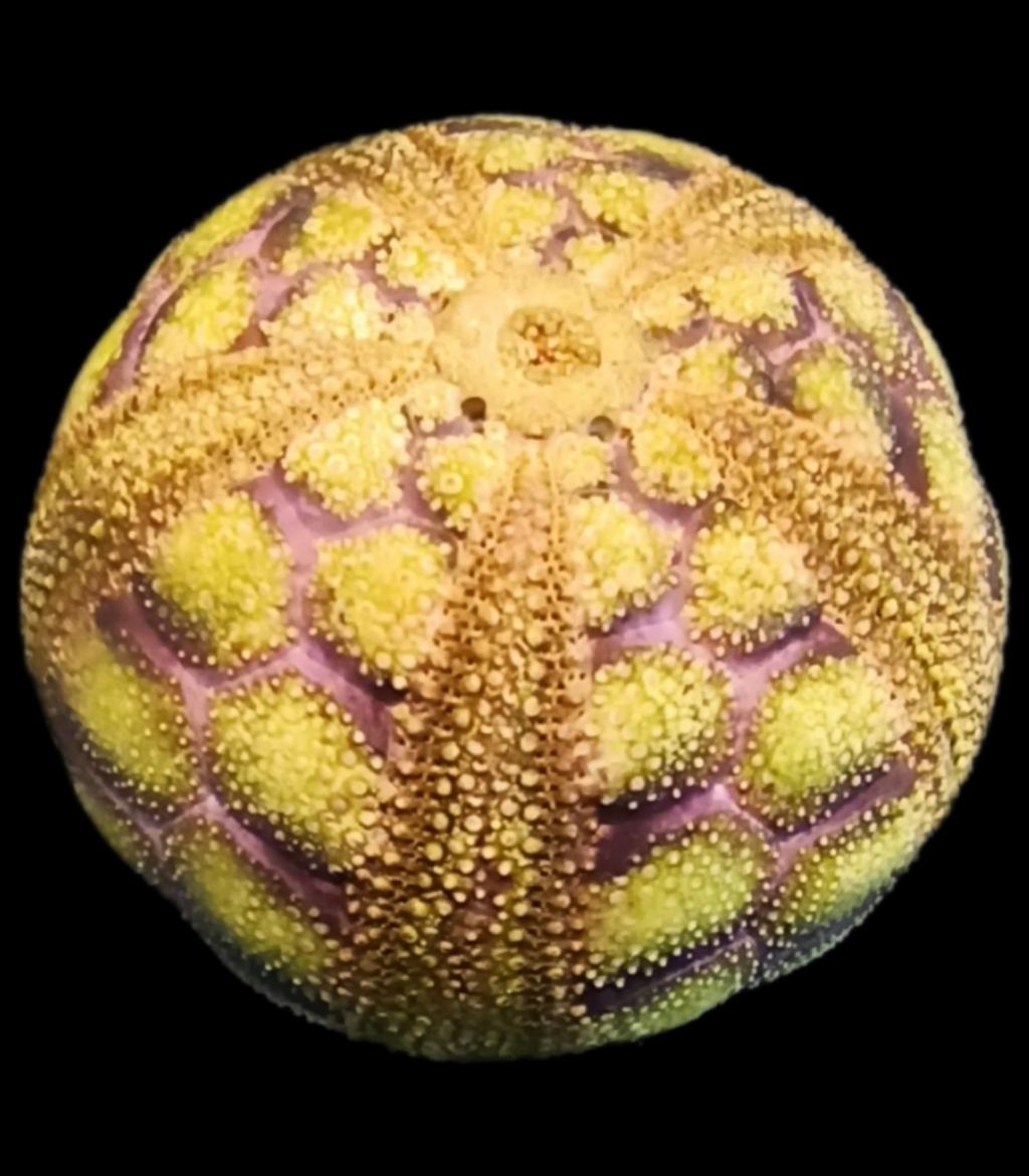 Home Page [www.achernarshells.it]