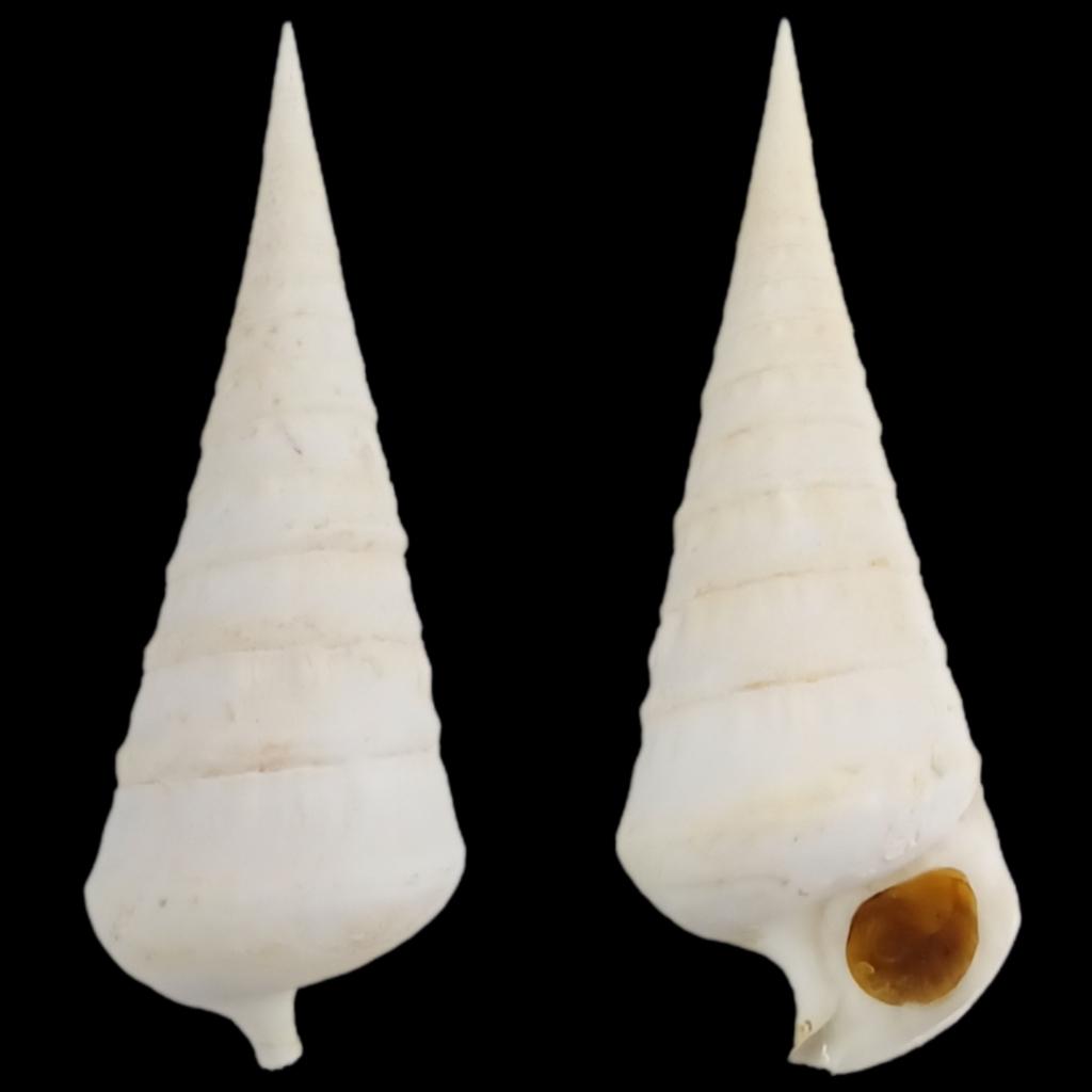 Home Page [www.achernarshells.it]