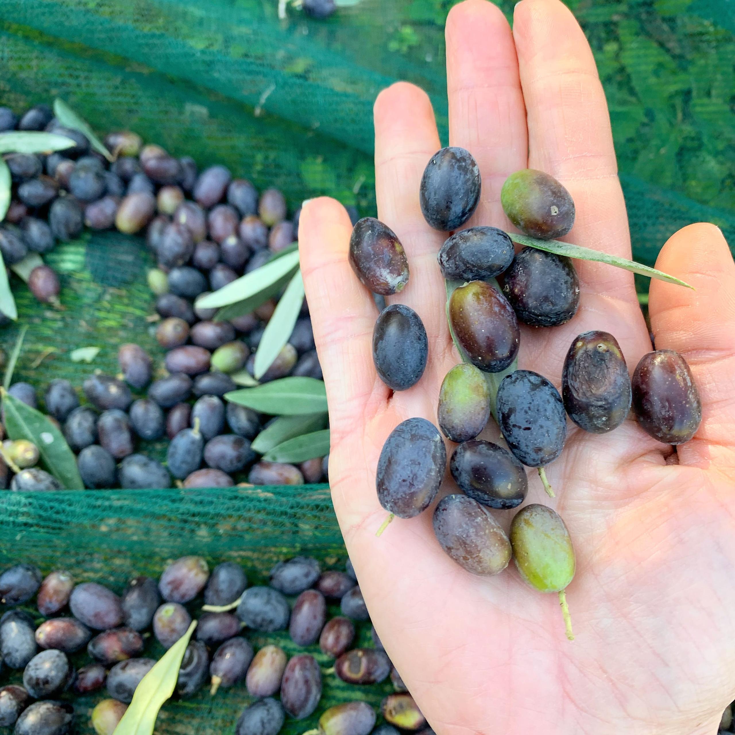 THE HISTORY BEHIND TWO OLIVES