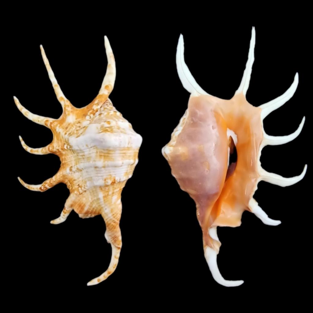 Home Page [www.achernarshells.it]