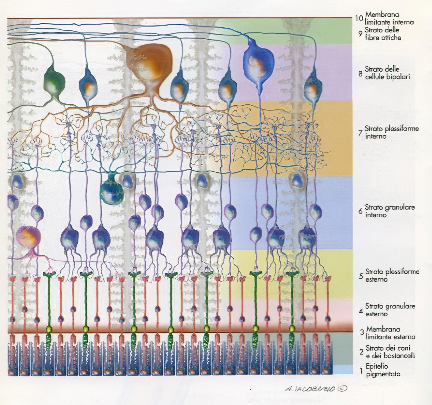 Anatomia dell'Occhio: Struttura e Funzioni