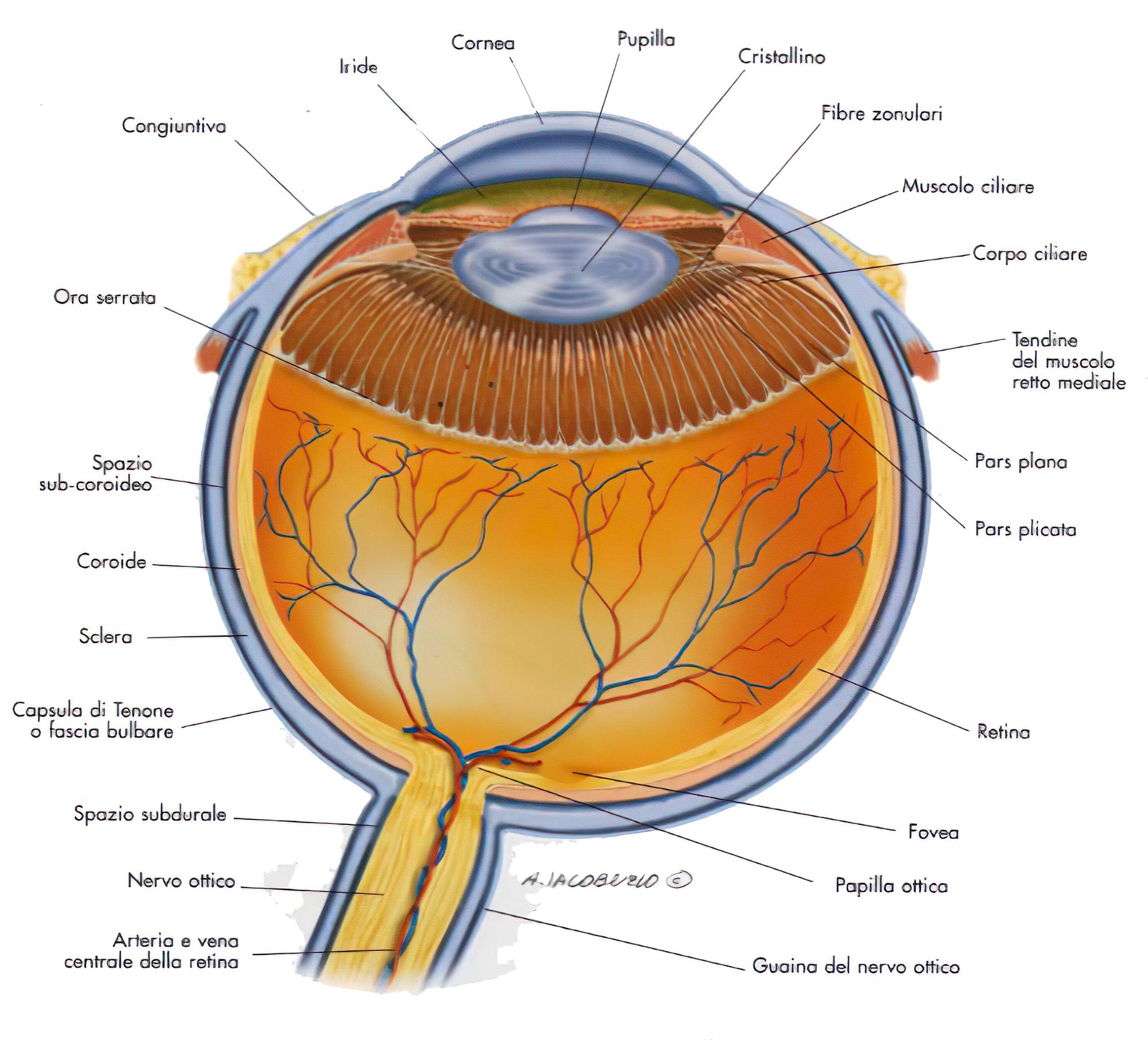 Anatomia dell'Occhio: Struttura e Funzioni