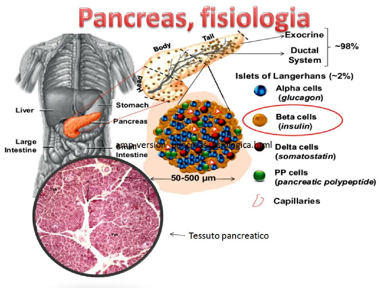 Cellule Beta Pancreatiche ed Infiammazione